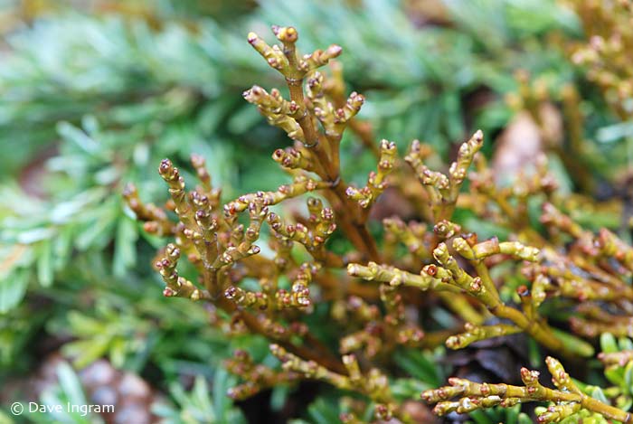 mistletoe3 - Island Nature