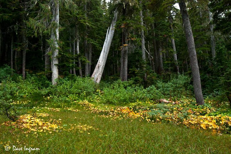 Meadow near Lake Helen MacKenzie - Island Nature