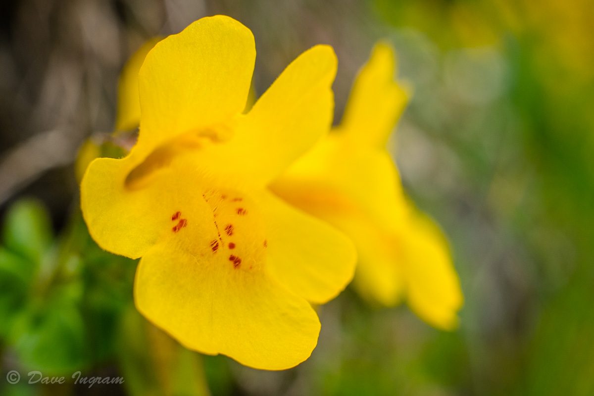 Yellow monkey-flower (Mimulus guttatus) - Island Nature