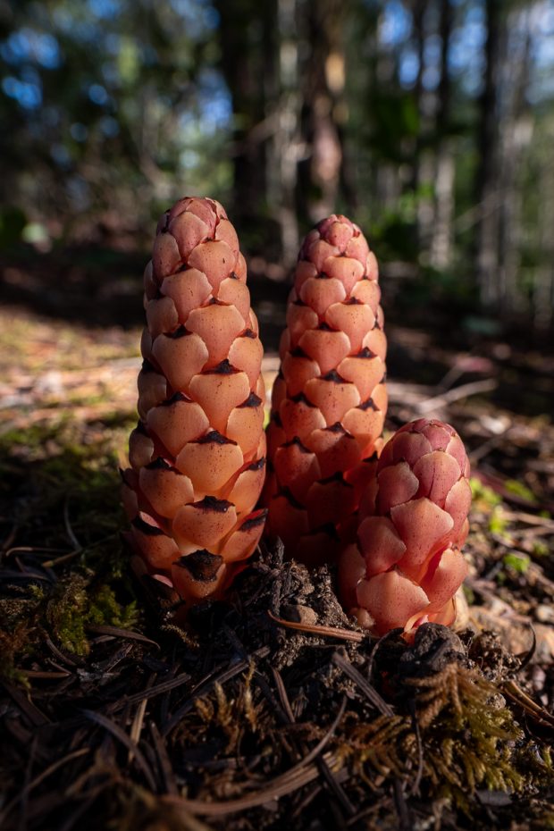 Vancouver Groundcone - Island Nature