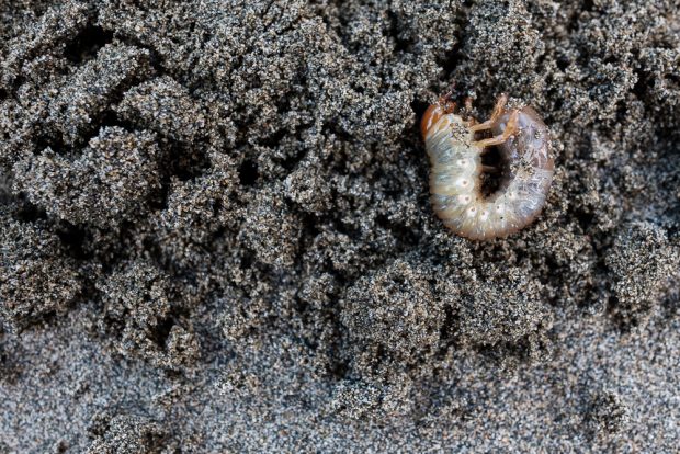 Beetles in the Dunes - Island Nature