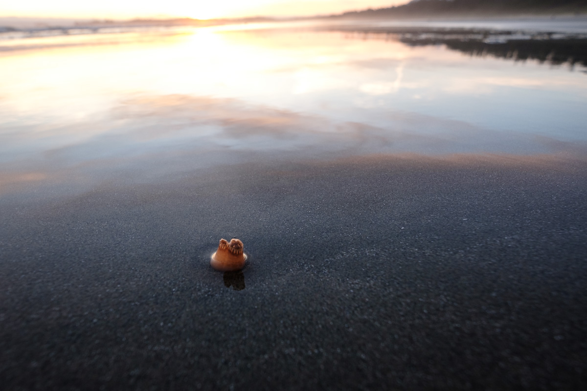 Razor Clams at Long Beach in Pacific Rim National Park - Island Nature
