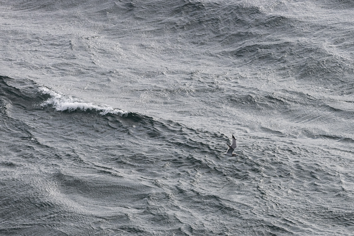 Gull Watching from Beechey Head - Island Nature