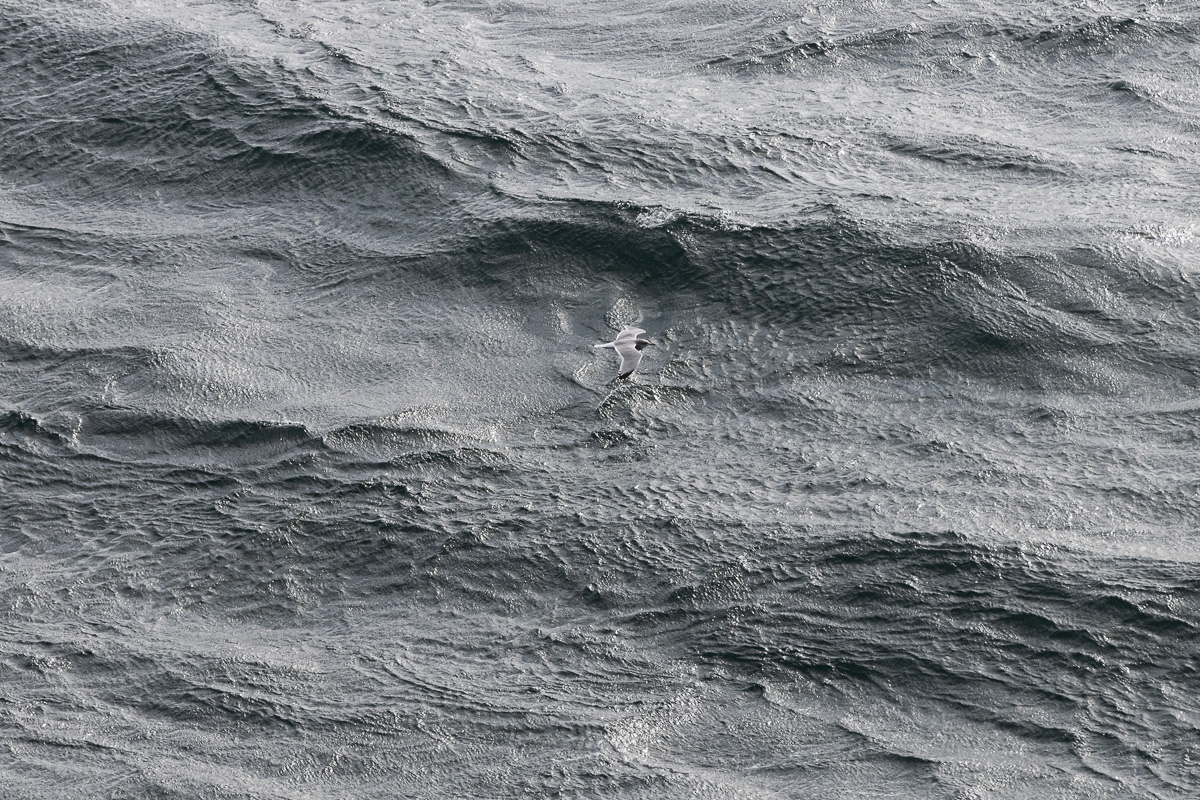 Gull Watching from Beechey Head - Island Nature