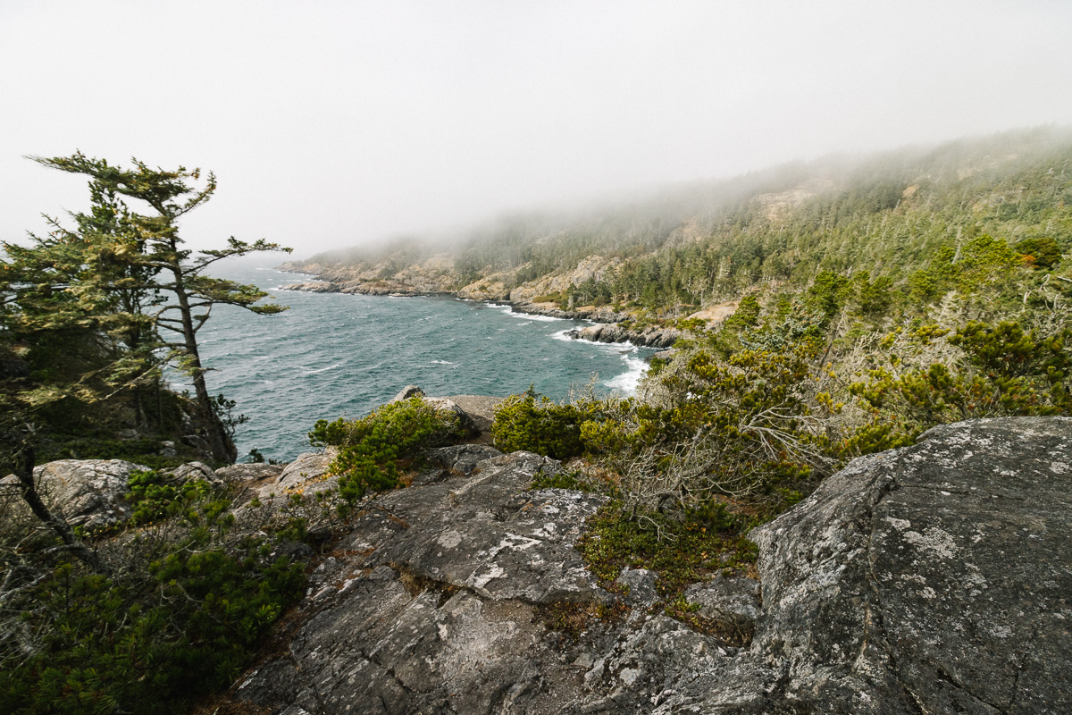 Gull Watching from Beechey Head - Island Nature