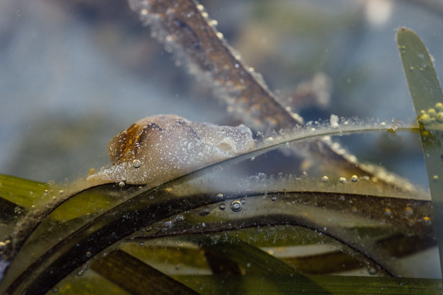 Blister Glassy-Bubble Snail Bonanza! - Island Nature