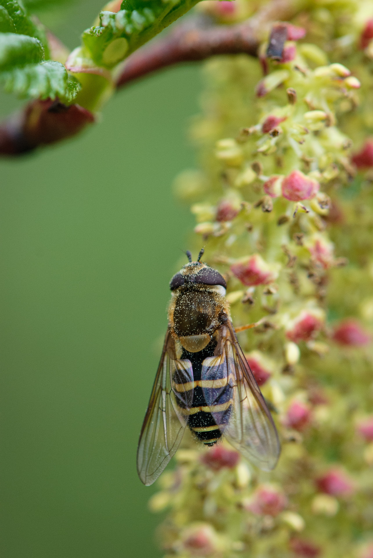 sitka-alder-fly - Island Nature